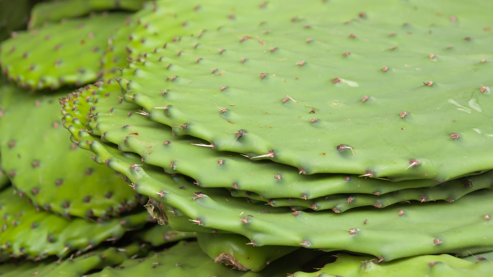 TMNOPAL-transformadora-mexicana-de-nopal-BG – Avenida Juárez